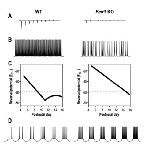 Electrophysiological Alterations In Fragile X Syndrome A The Local Download Scientific