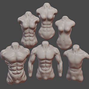 3d Human Female Torso Model