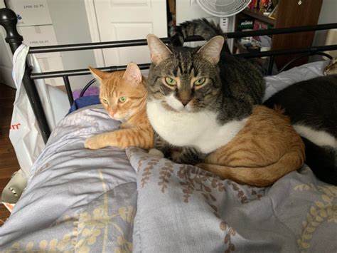 Naughty Cats Are At Least Hilarious While They Act Out