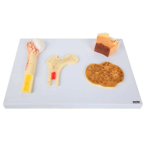 Anatomy Model Bone Structure