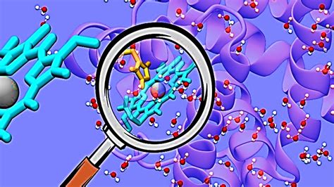 Molecular Dynamics Of Protein Mutations Insights Into Stability