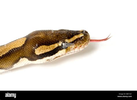 ROYAL PYTHON Python Regius Stock Photo Alamy