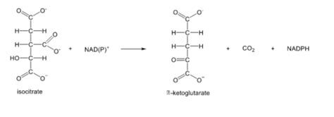 Isocitrate Dehydrogenase Structure Pdb 1t09 Structure Summary