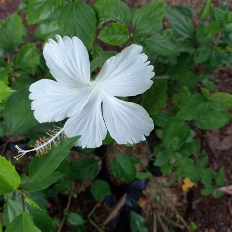 Jual Tanaman Hibiscus White Bunga Raya Putih Shopee Indonesia