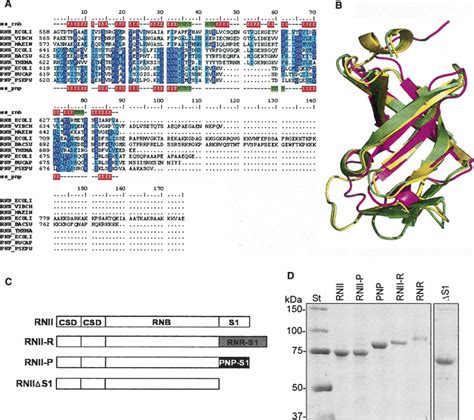 A A Structure Based Multiple Sequence Alignment Of S1 Domains From