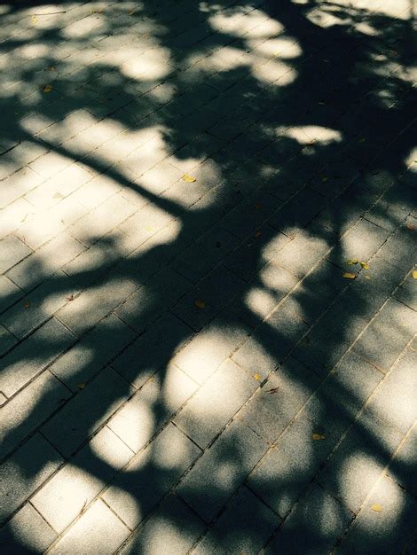 Premium Photo Shadow Of Tree On Sidewalk