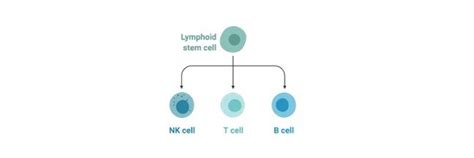 What Are Stem Cells Sources Types And Uses