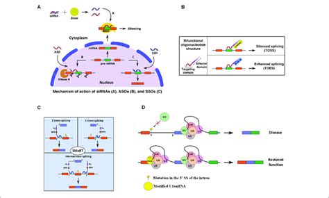 Schematic Representation Of Different Splicing Targeting Strategies Download Scientific