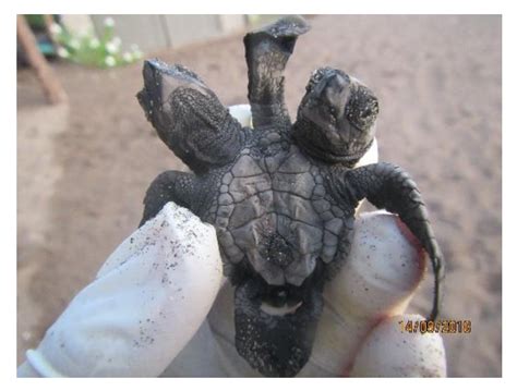 Congenital Malformations In Sea Turtles Puzzling Interplay Between