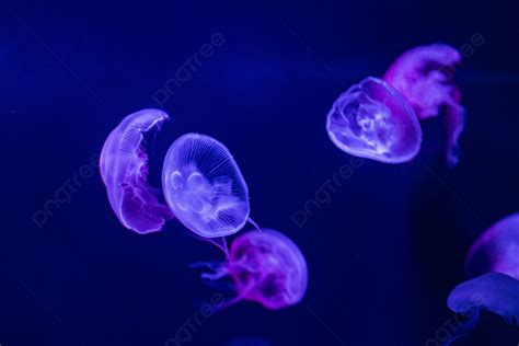 깊 은 바다 속 의 아름 다운 해파리 떠있는 생물 해파리 화려하고 화려한 배경 일러스트 및 사진 무료 다운로드 Pngtree