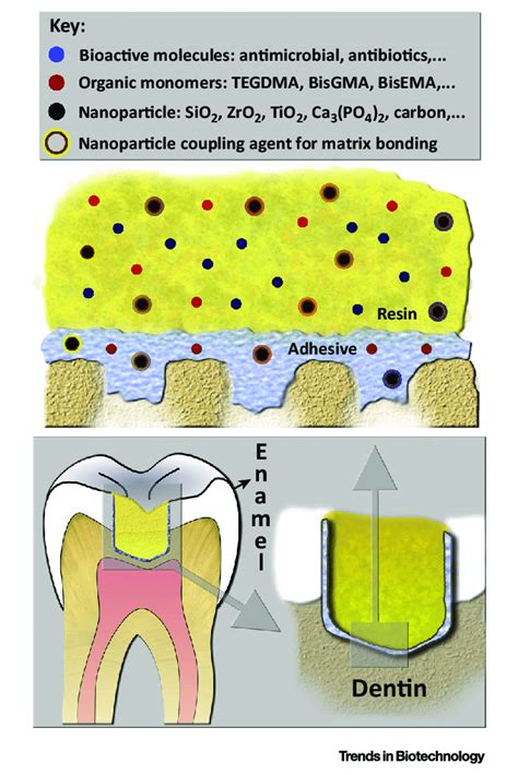 New Bioactive Composite Fillings Show Promise — Pure Dental Care