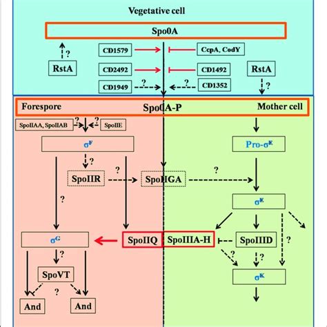 Regulation Pathways Of C Difficile Spore Germination This Figure