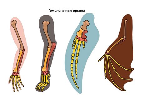 Доказательства эволюции презентация онлайн