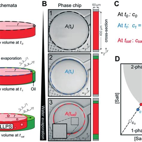 Determination Of Saturation Concentration C Sat From Sample Volume Download Scientific