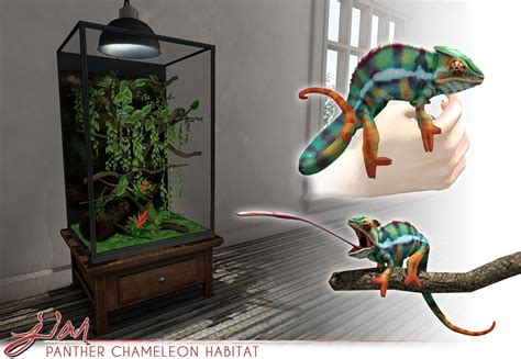 Chameleon Classification