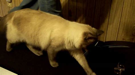 Kitty Treadmill Workout Youtube