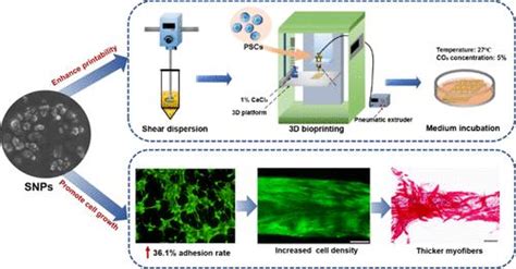 Nanostarch Stimulated Cell Adhesion In 3d Bioprinted Hydrogel Scaffolds For Cell Cultured Meat