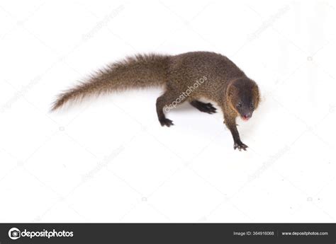 Close Javan Mongoose Small Asian Mongoose Herpestes Javanicus Isolated White Stock Photo
