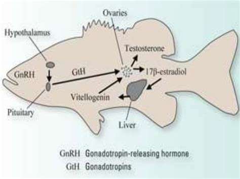 Endocrine Organs And Their Physiological Functions In Fishes By Bpptx
