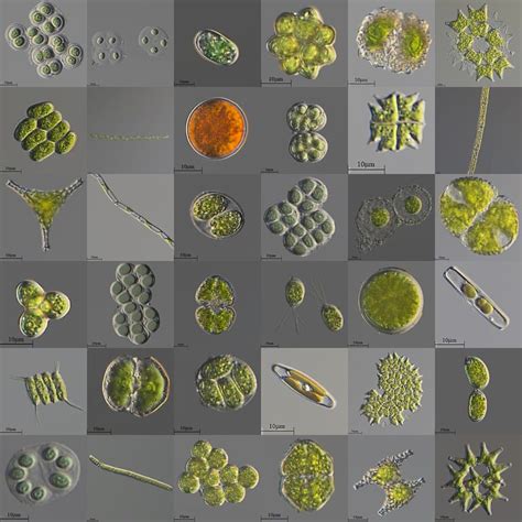 Algae Under Microscope Biology Notes Online