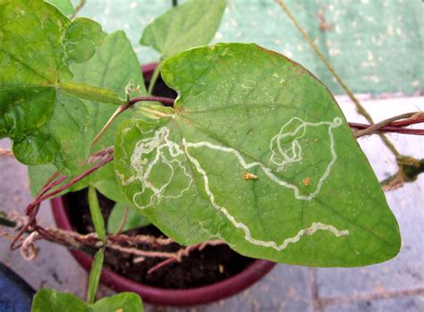 Plant Problems Leaves Exotic Desert Gardening