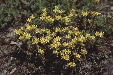 Sedum Sexangulare Or Tasteless Stonecrop Ground Covering With Yellow