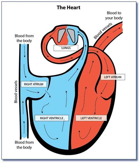 Simple Heart And Lungs Diagram Heart And Lungs Diagram Heart Diagram