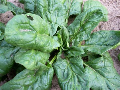 Spinaches Plant Care And Collection Of Varieties Garden Org