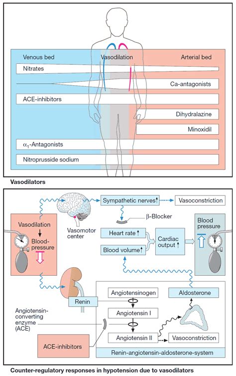 Vasodilators Overview Manual Of Medicine