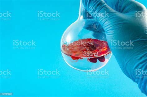 과학 실험 화학 반응 및 실험 화학 개념 Copyspace와 파란색 배경에 피렌체 플라스 크에 붉은 액체를 붓는 파란색 고무