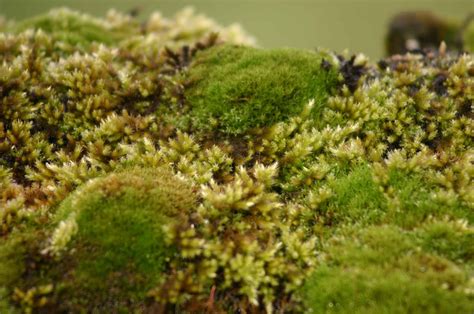 Jennifer Tetlow Stone Sculpture Journal Moss Garden