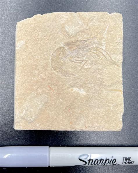 House Of Fossils And Gems Shrimp Fossil