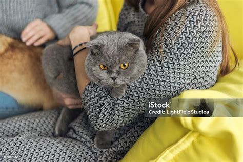 소파에 앉아있는 동안 스코틀랜드 폴드 고양이 들고 여자의 자른된 샷 가축에 대한 스톡 사진 및 기타 이미지 가축 귀여운