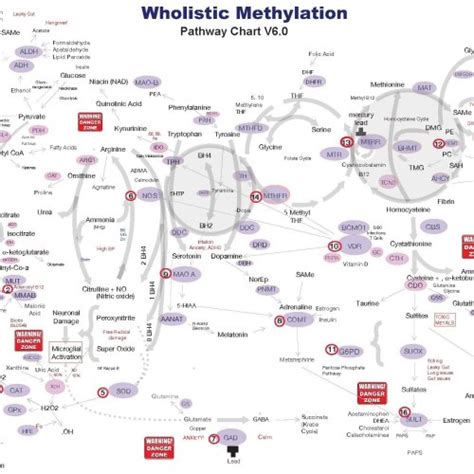Methylation Pathways Archives Wholistic Methylation