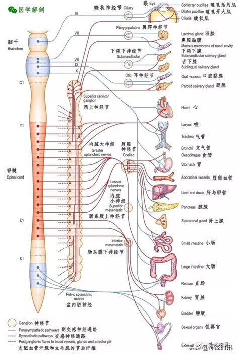 周围神经系统 自主神经系统概述 每日头条