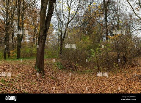 Autumn Foliage On Trees During Its Color Change Forest Stock Photo Alamy