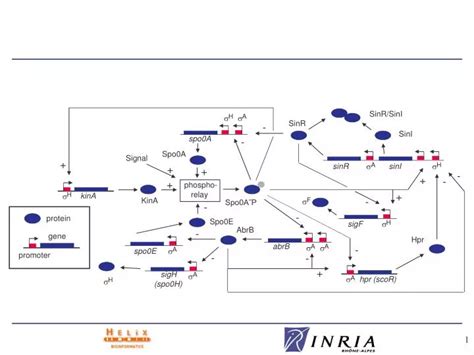 PPT Protein PowerPoint Presentation Free Download ID