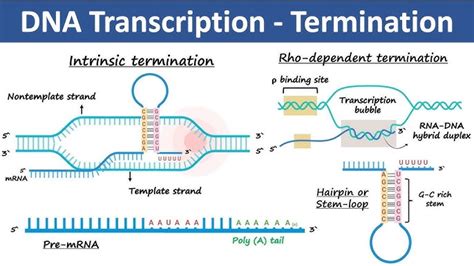 Transcription Initiation In Prokaryotes
