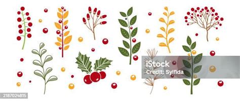 크리스마스 베리 겨우살이 가지 가지 잎 겨울 또는가 가을 나무 홀리 베리 가문비 나무 나뭇 가지 흰색 배경에 고립 된 손으로 그려 빨강 녹색 갈색 노란색 색상 Xmas 벡터