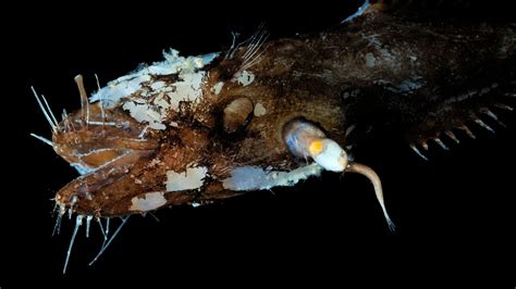 Female Angler Fish Absorbs Male Anglerfish Harness Both Light And