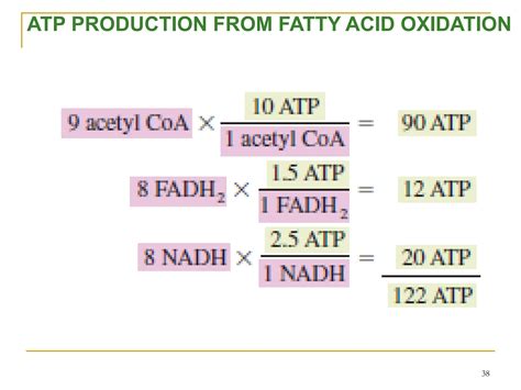 Lipid Metabolism Pdf Digestive Disorders Diseases And Conditions