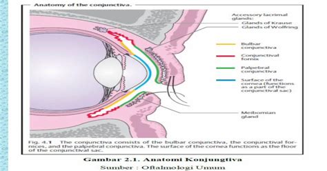 Download Pptx Powerpoint Vaskularisasi Konjungtiva