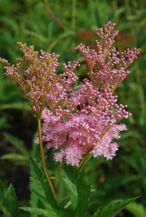 Meadow Sweet Filipendula Rubra Venusta From Growing Colors
