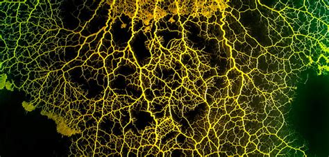 physarum polycephalum heads for space astrobiology