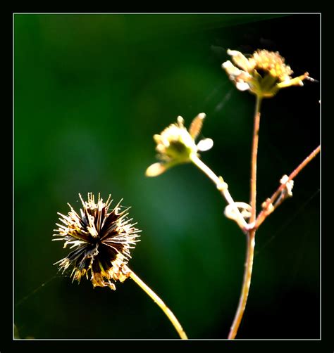 5 Fruit De La Benoite Jean Claude Esnault Flickr