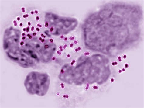 Gonorrhea Bacteria Structure