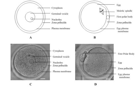 Morphology Of Oocytes And Eggs Of The Adult Mouse Download
