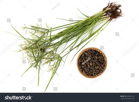 Nut Grass Root Edible At John Pavon Blog