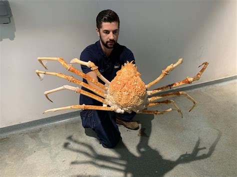 How Much Is A Spider Crab The Japanese Spider Crab Looks Much More