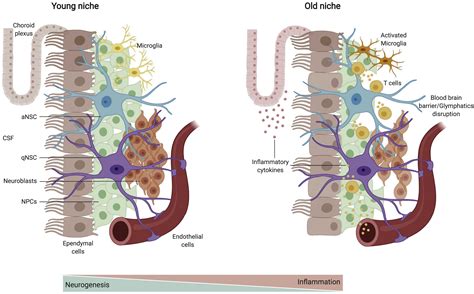 Aging And Rejuvenation Of Neural Stem Cells And Their Niches Cell Stem Cell